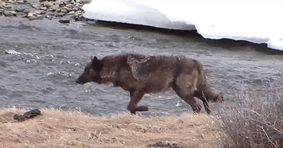 Un cazador mata a la loba más famosa de Yellowstone