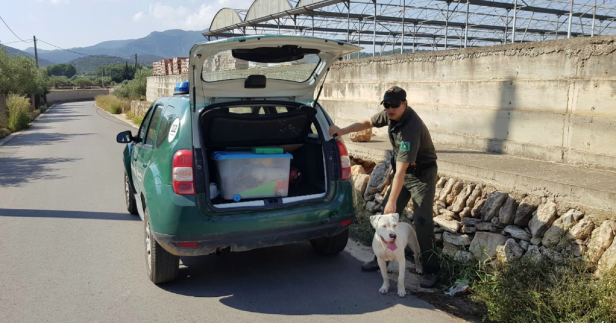 Els Agents Rurals localitzen un gos de raça potencialment perillosa ...