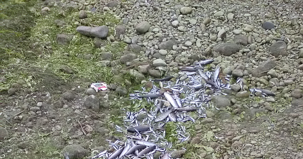 Apareixen centenars de peixos morts al Francolí en la primera sequera ... Apareixen centenars de peixos morts al Francolí en la primera sequera ...