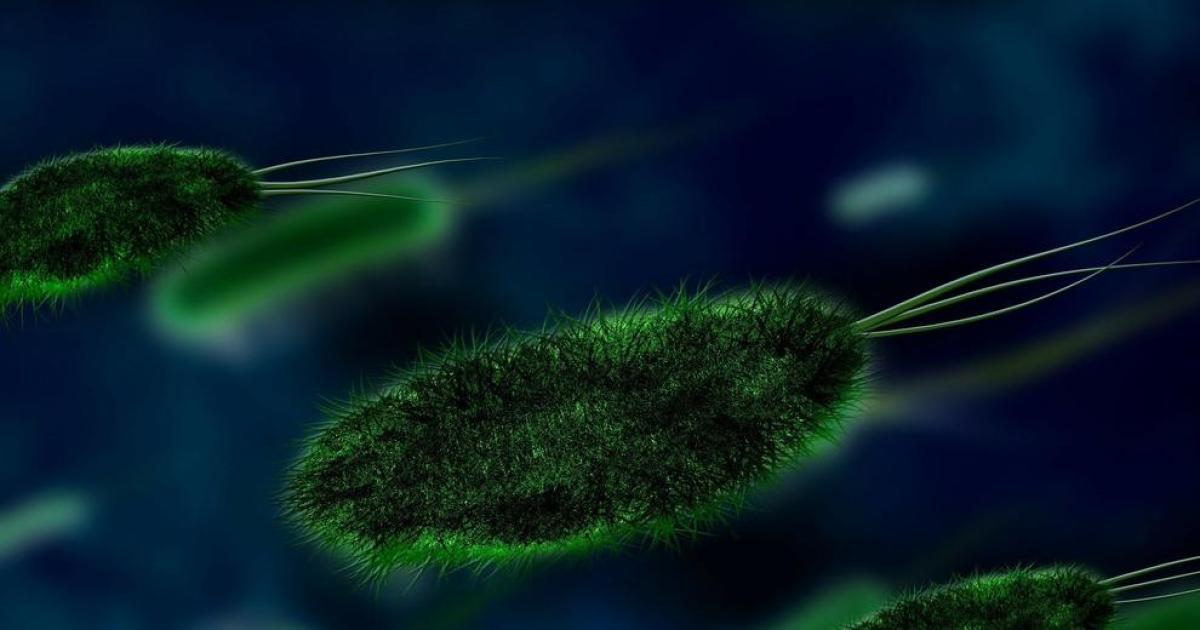 Els microbis que habiten en el cos influeixen en la resposta a les vacunes