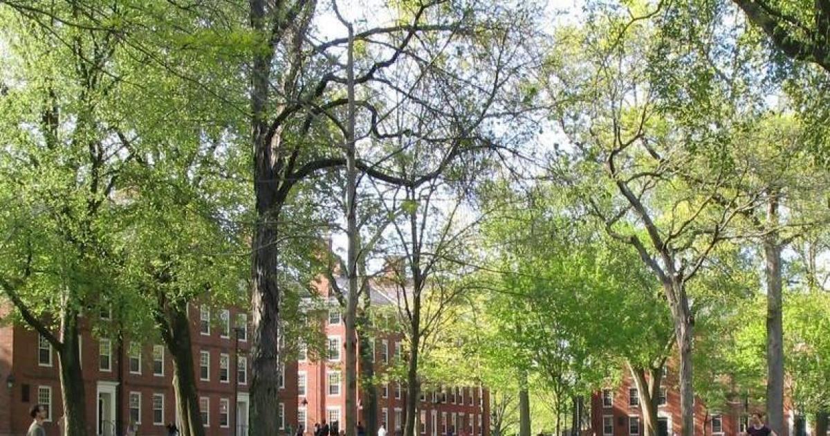 El alimento que recomienda Hardvard para mejorar tu salud