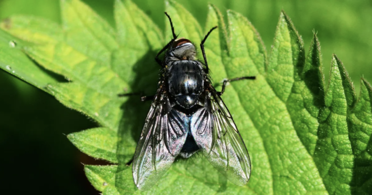 Alerten de l'expansió de la mosca negra a Espanya, un insecte que ...