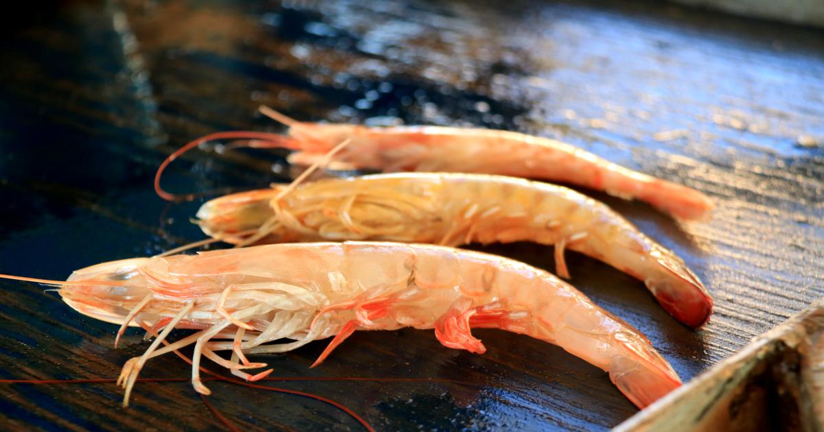 El langostino café, una nueva especie invasora, se pesca en el delta ...