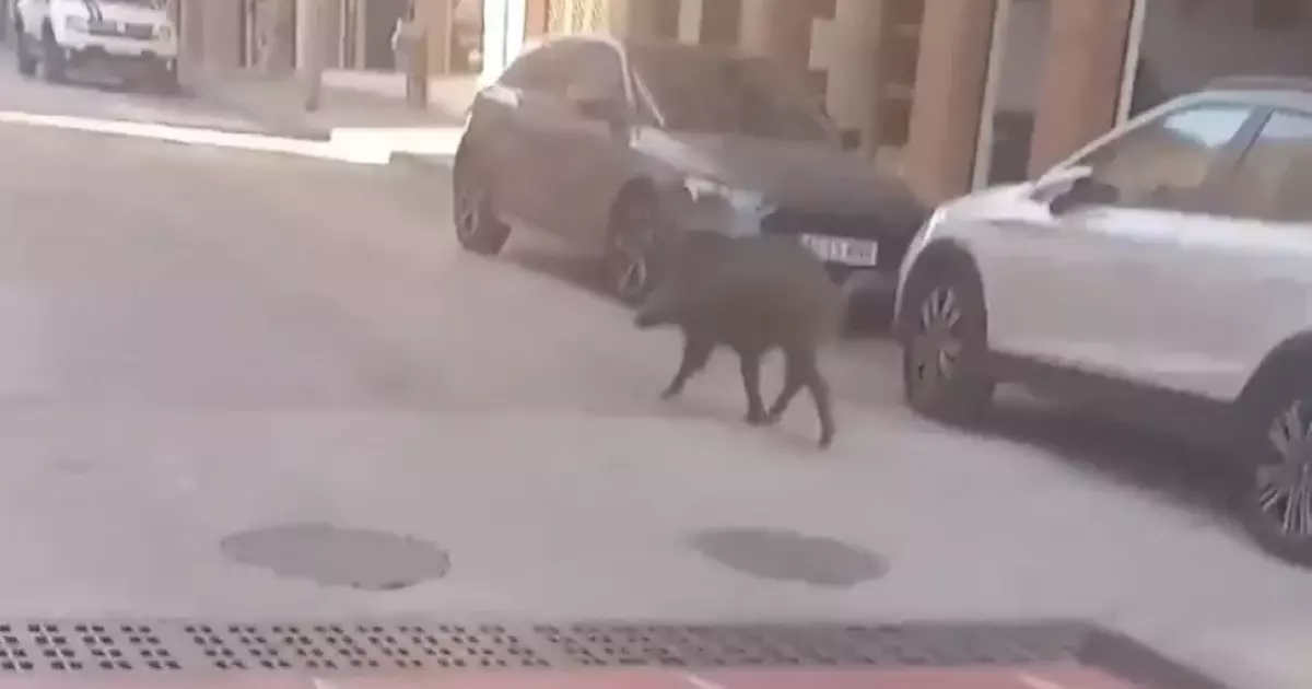 Albiren un porc senglar a la plaça Catalunya de Torredembarra