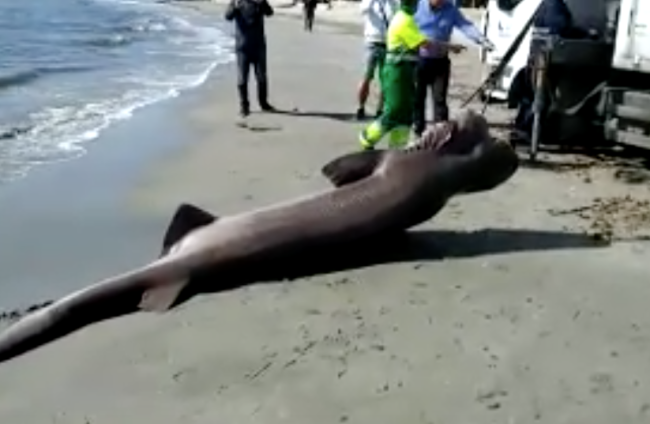Aparece muerto un tiburón de 3,6 metros y 200 kilos en una playa de Levante