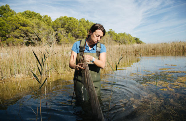 Operación: salvar el samarugo