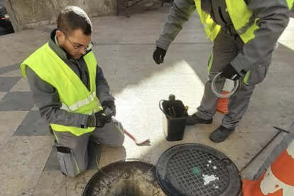 Reus intensifica la lucha contra las plagas de insectos y roedores en ...