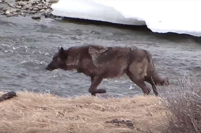 Un cazador mata a la loba más famosa de Yellowstone