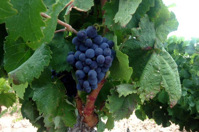 El Morenillo entra a formar part de les varietat de raïm autoritzades ...