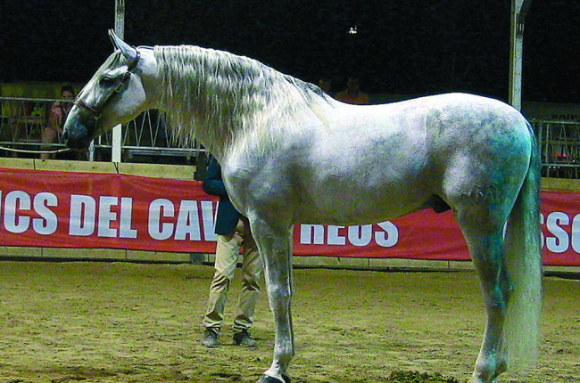 Unos 60 caballos, en el Campeonato de Morfología de pura raza Española
