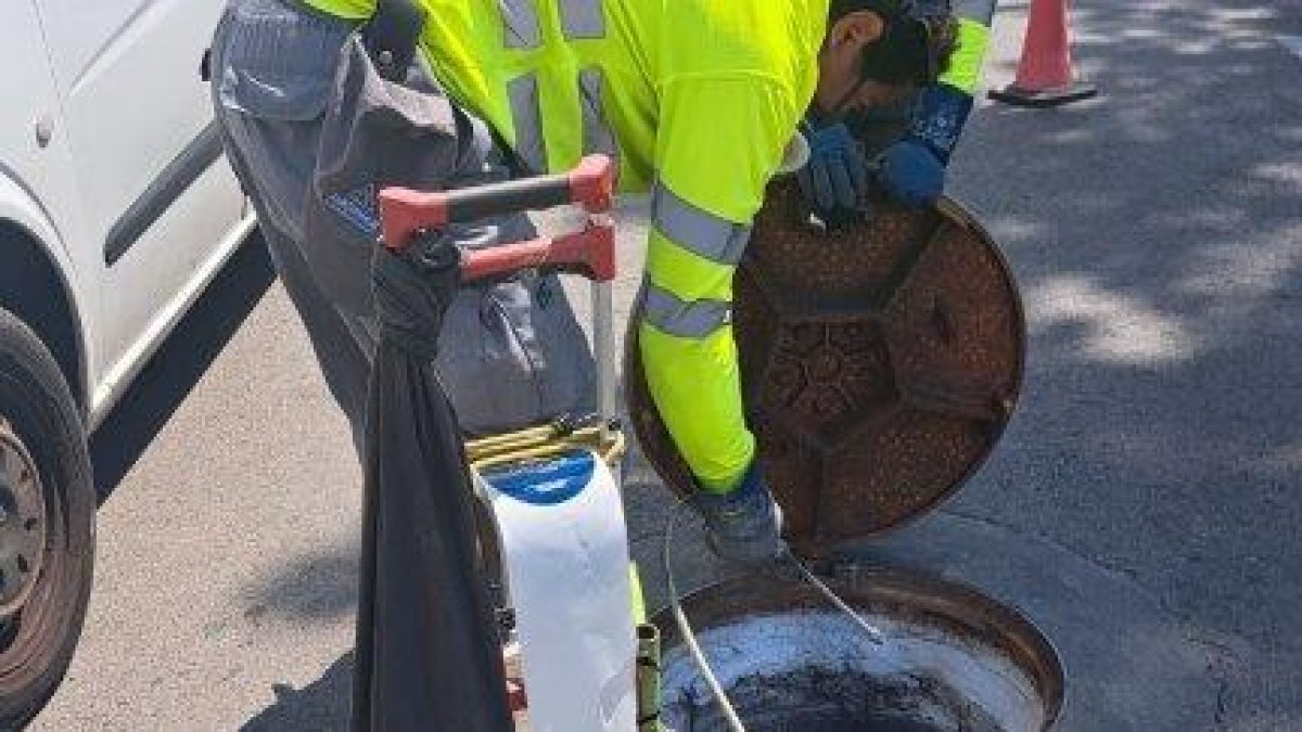 Aigües de Reus lleva a cabo 6.390 actuaciones contra cucarachas y ...