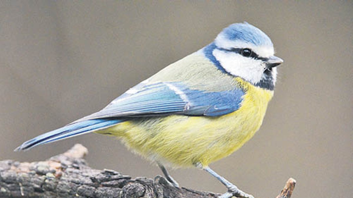 Màrius Domingo desgrana la biodiversidad de los cementerios de Reus