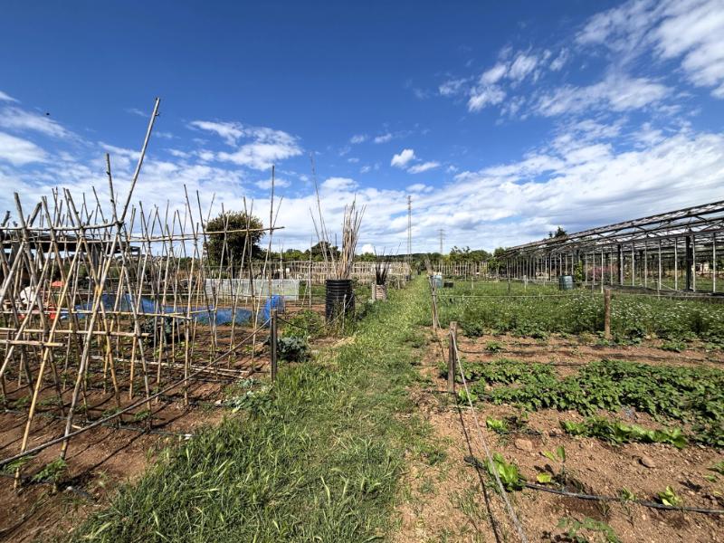 Torredembarra entrega huertos ecológicos de Cal Dània con nuevas ...