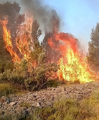 Controlat un incendi forestal a la Sénia que ha cremat unes tres ...